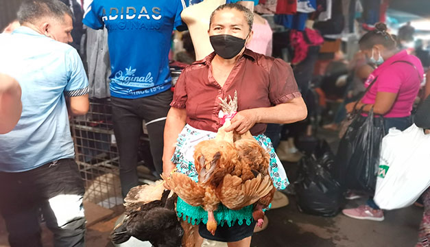 Precio de las gallinas ha subido 50 % en San Miguel y puede costar ...