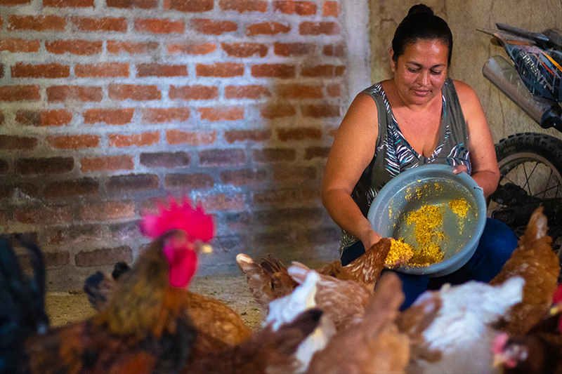 MAG recomienda resguardar aves, ganado y colmenas ante lluvias